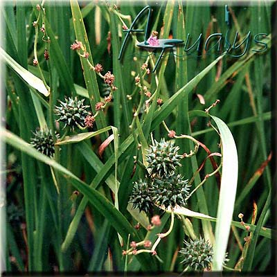SPARGANIUM EURYCARPUM, Plantes palustres
